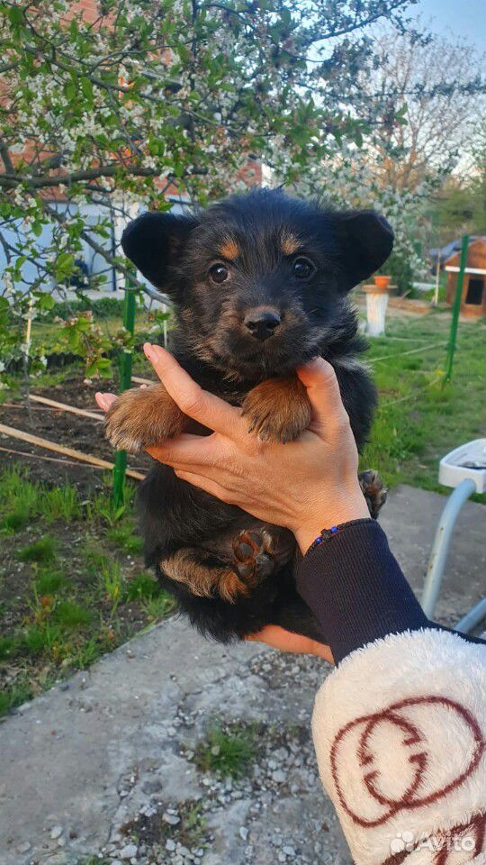 Маленькие мишки в поисках дома