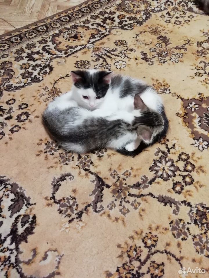 Отдам котяток в добрые руки