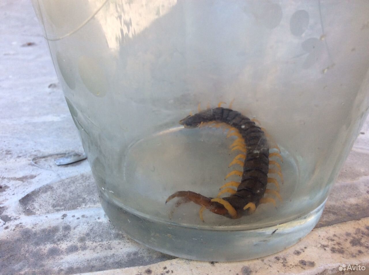 Отдам скалапендру хорошая взрослая особь.поймана 2