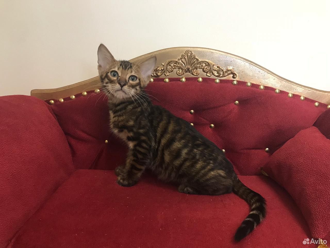 Котик тойгер Версаль