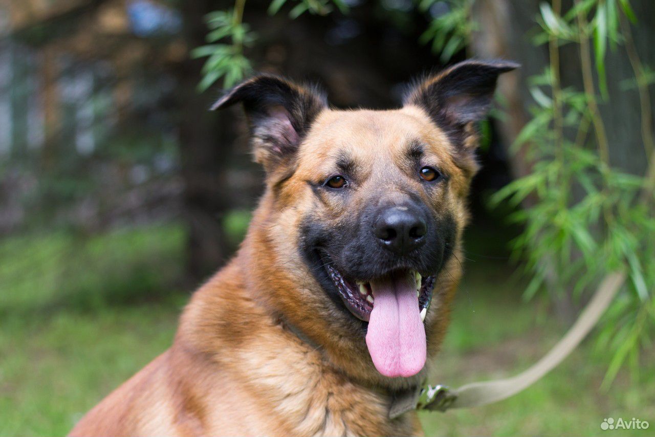 Джек, в поисках дома