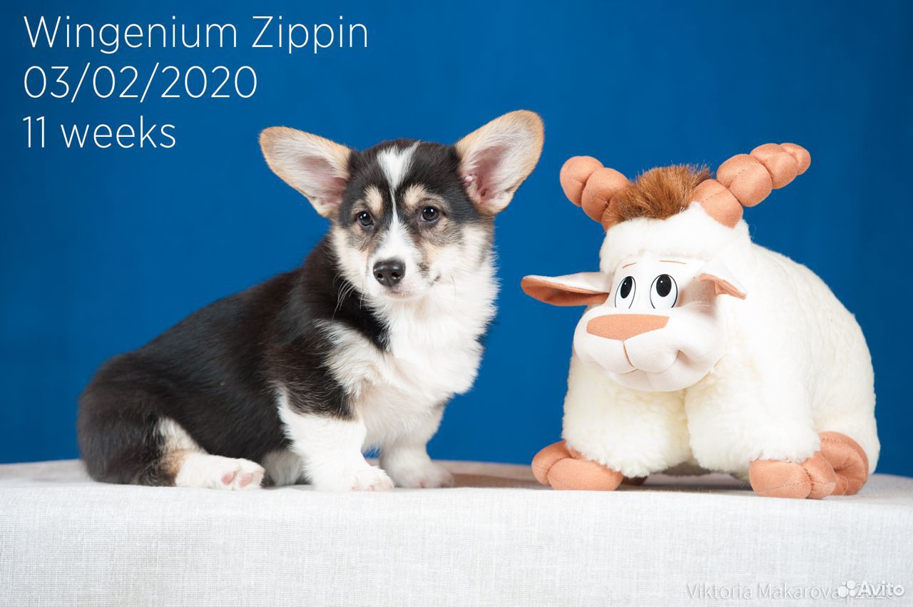 Щенки вельш корги пемброк