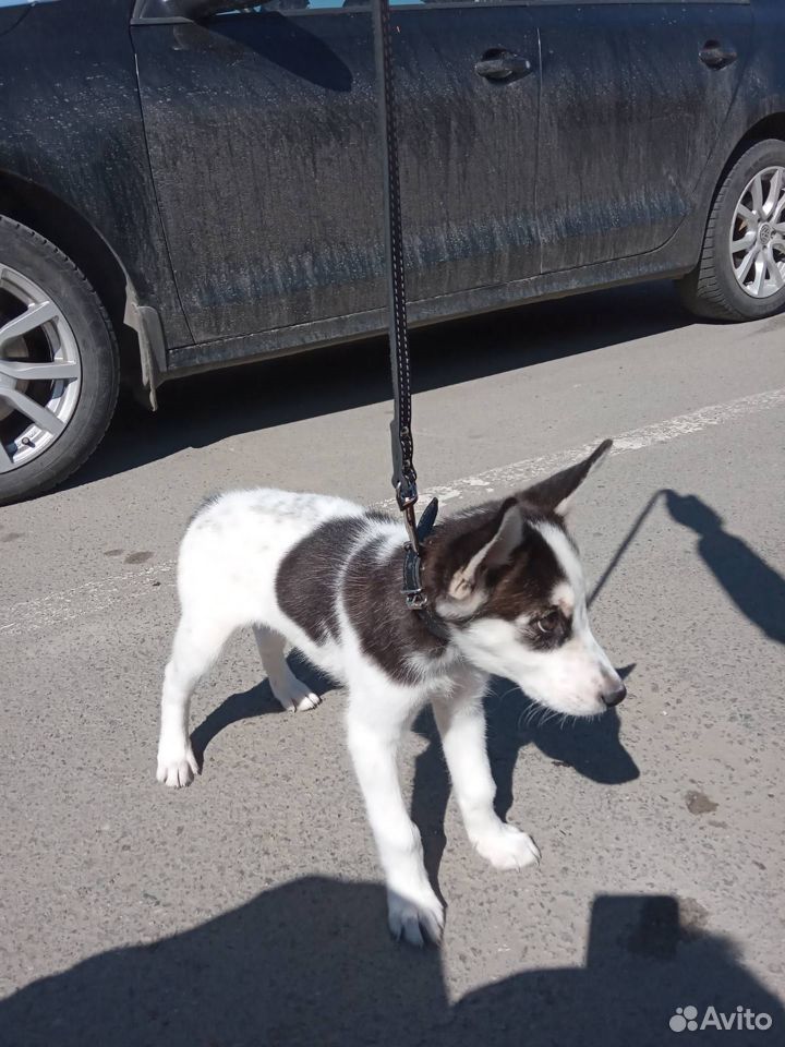 Щенок хаски