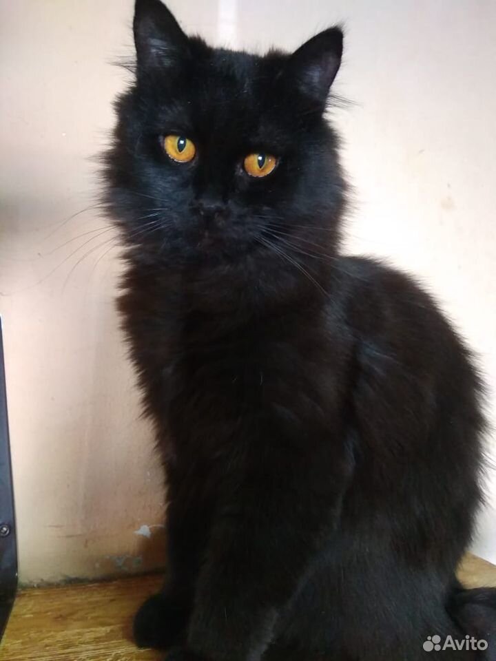 "Чудо в шерсти"