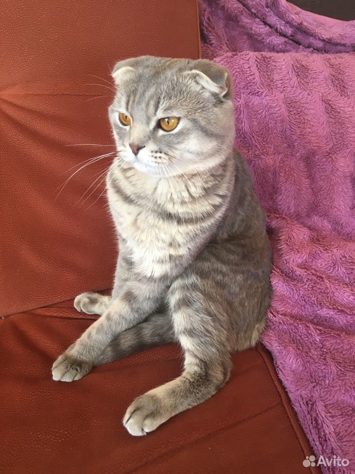 Кот британец Мартин