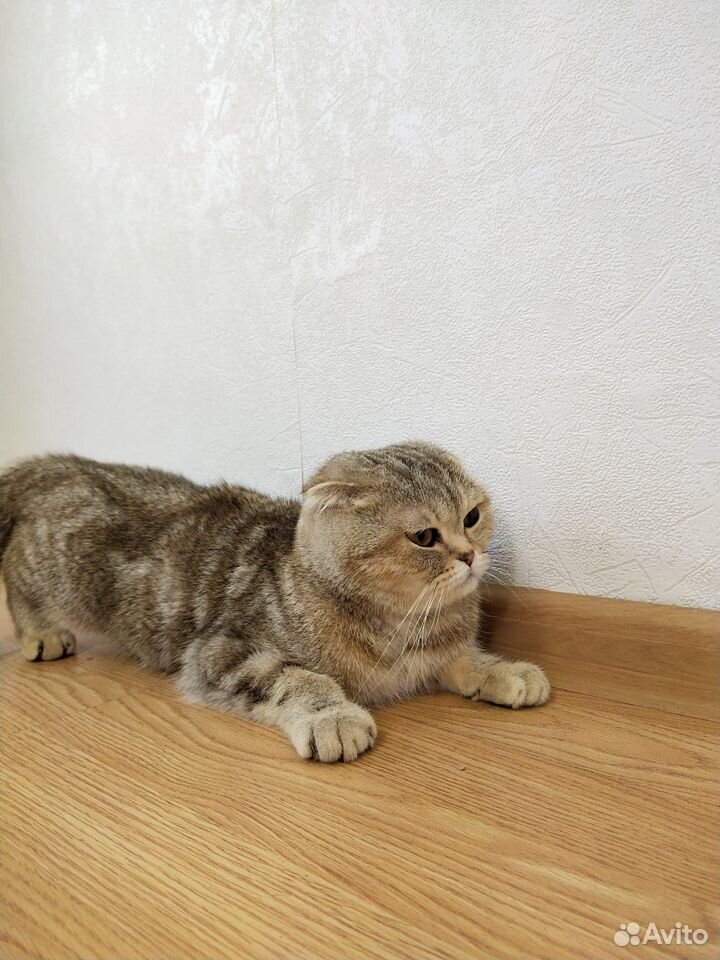 Вязка. Ищем кота