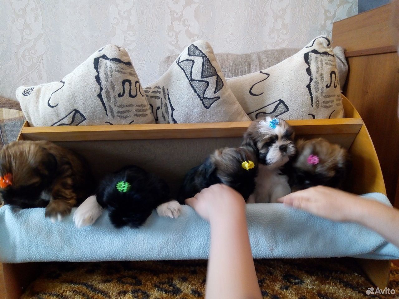 Продаю щенков ши-цу