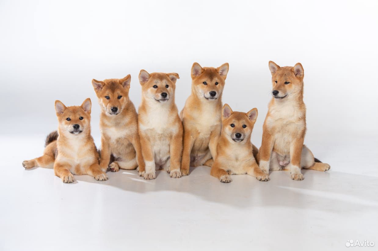 Продам щенков Сиба-ину