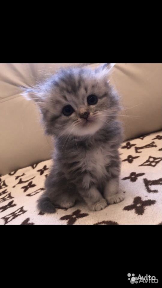 Продаю котят