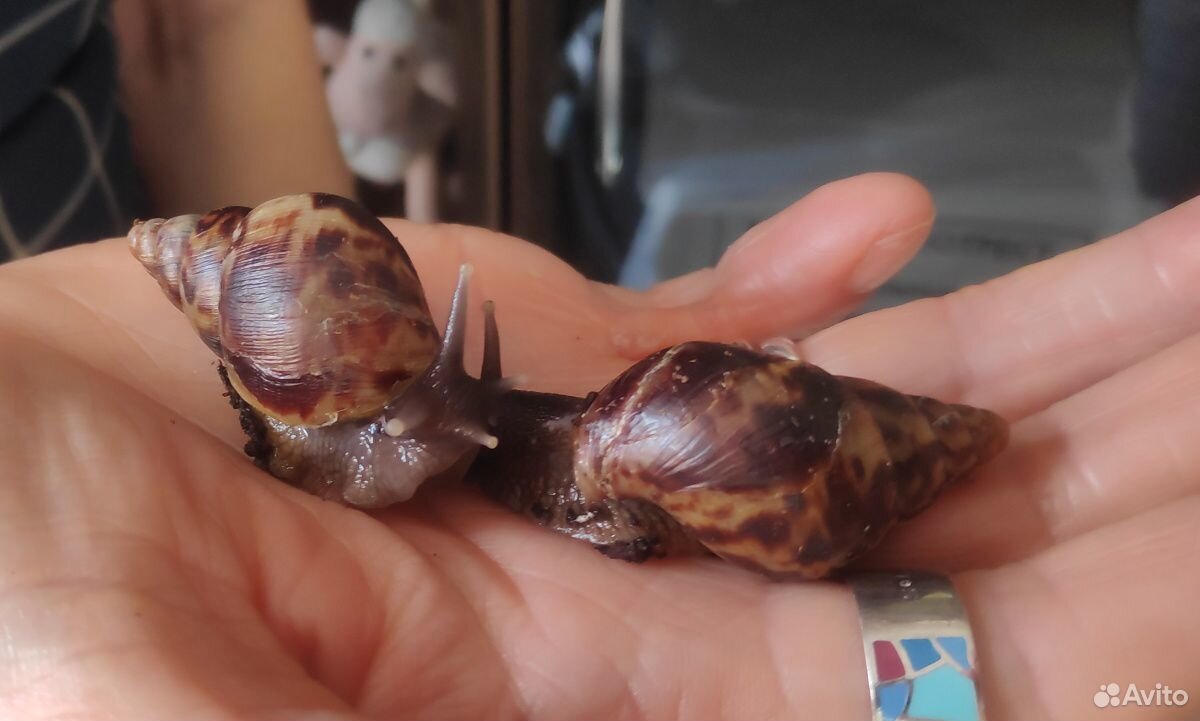 Улитка ахитина