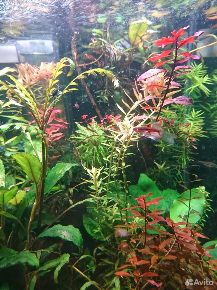 Расбора бригитты