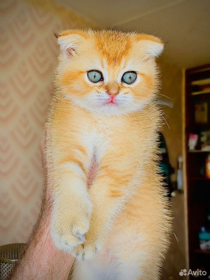 Золотой тиккированный британский котенок