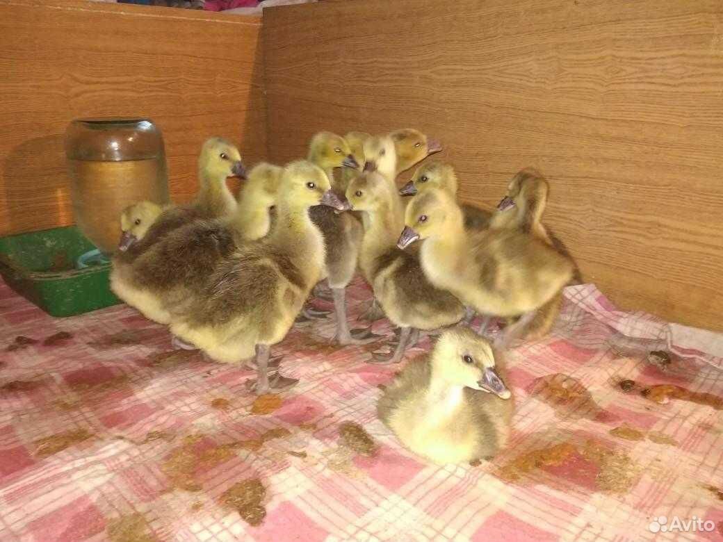 Продам гусей