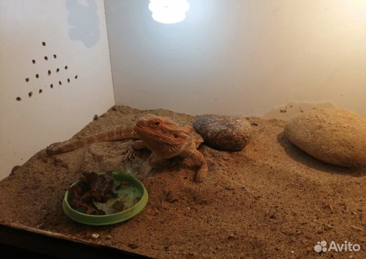 Рептилия, бородатая агама