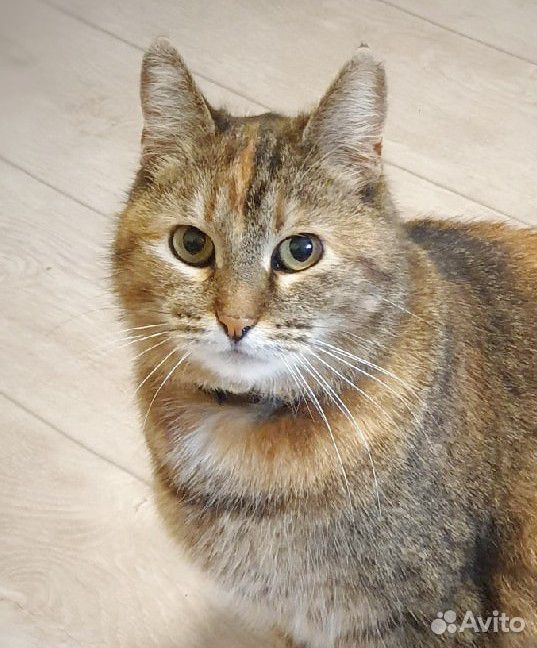 Очень разумная кошечка ищет семью