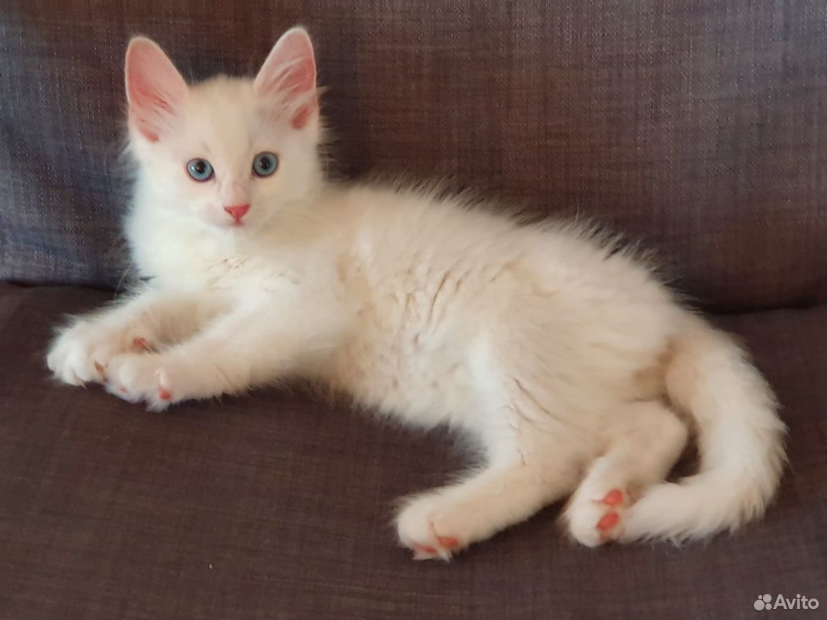 Сибирские котята