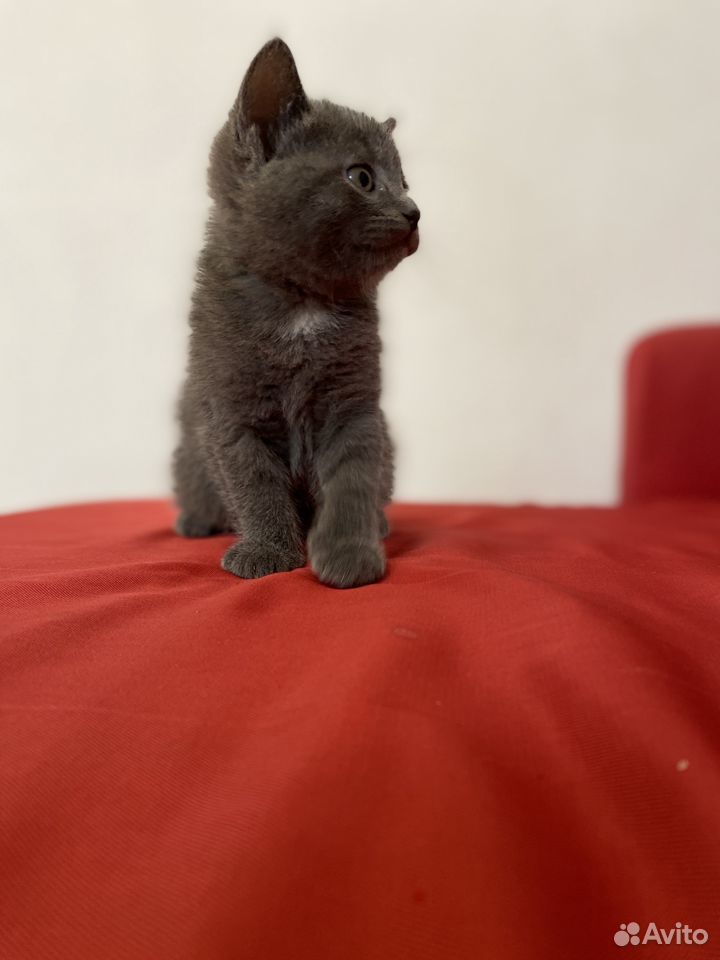 Котёнок 04.04.20