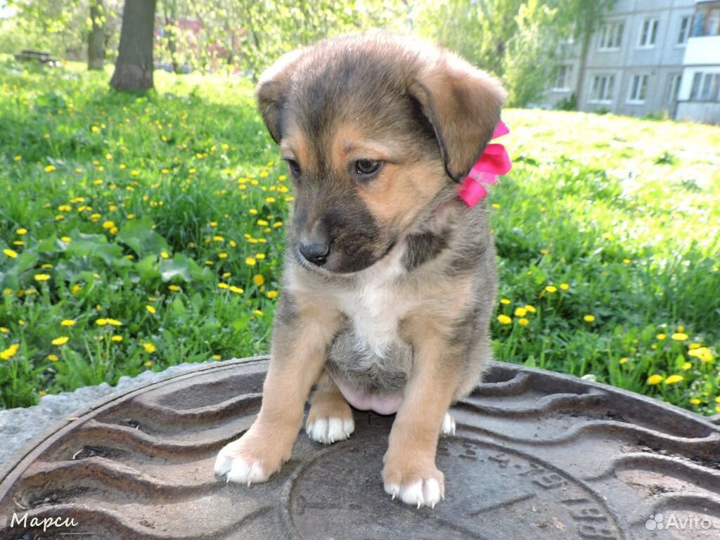 Щенок акиты mix, девочка