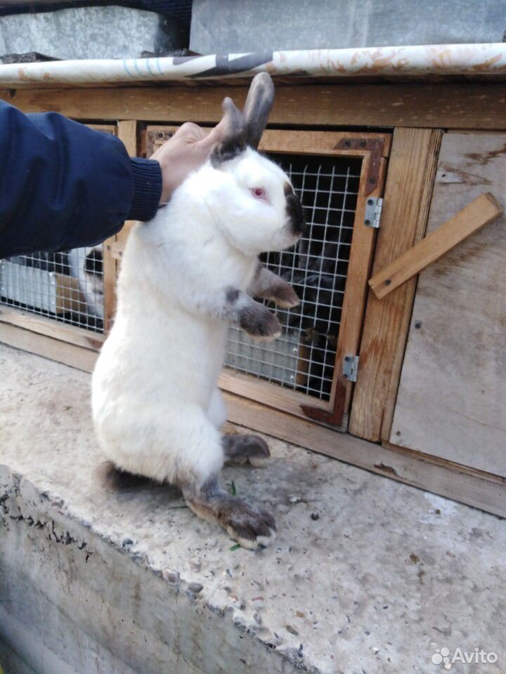 Кролик калифорнийский