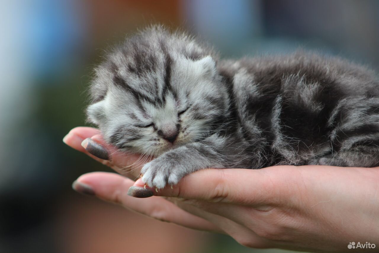 Британские котята мраморного окраса