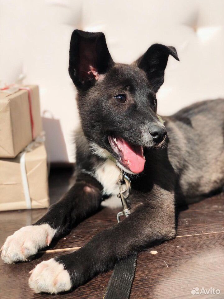 Щенок Милана