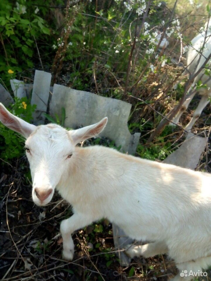 Коза заанинская