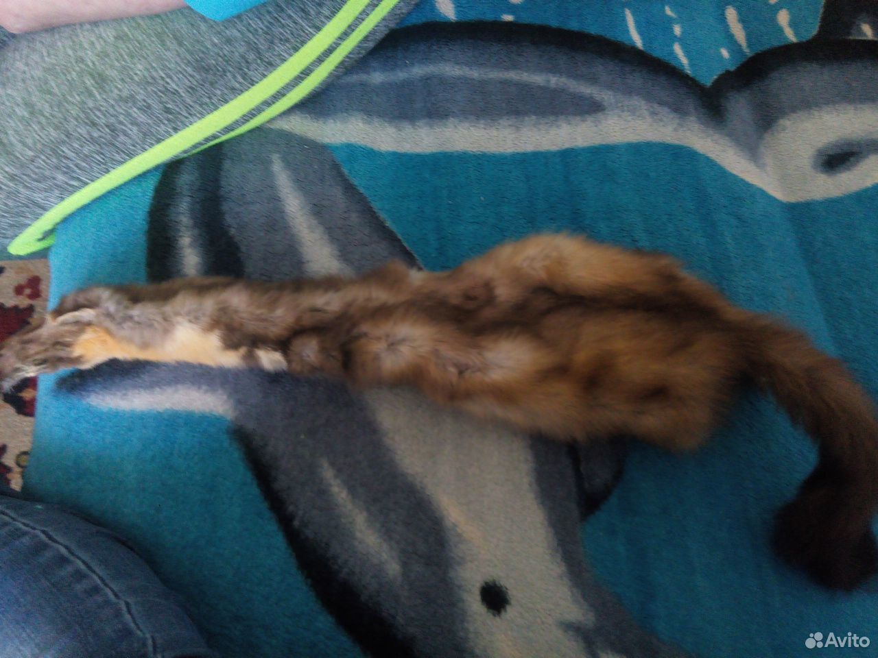 Продам пушнину куницы