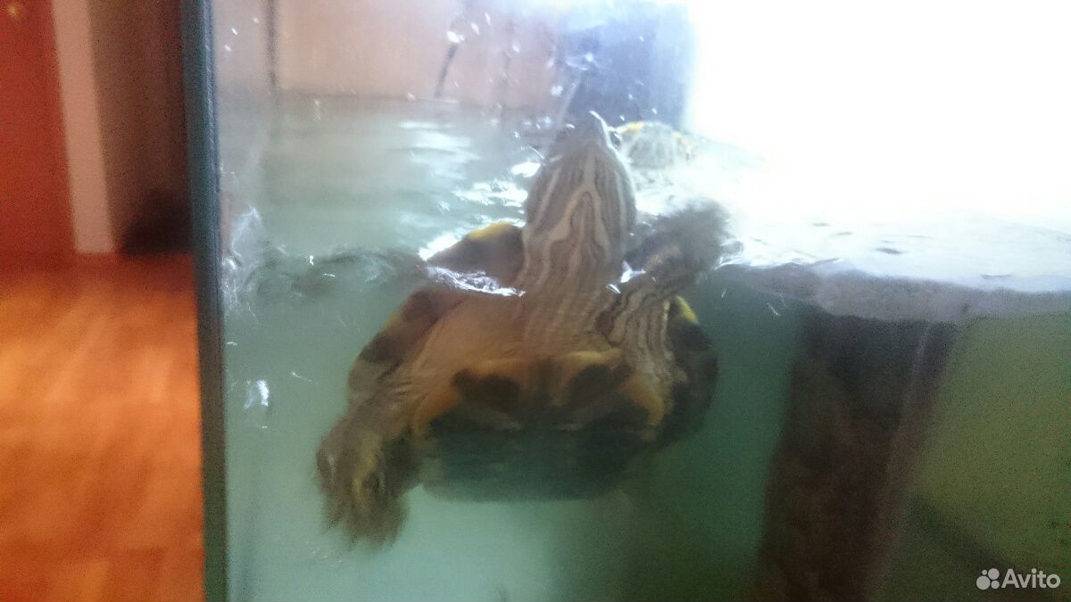 Красноухие черепахи