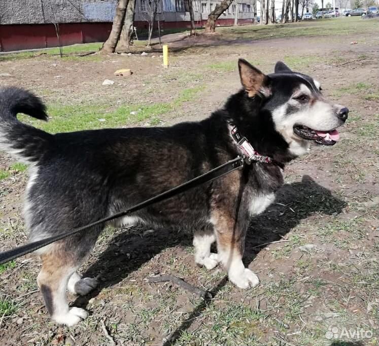 Собака
