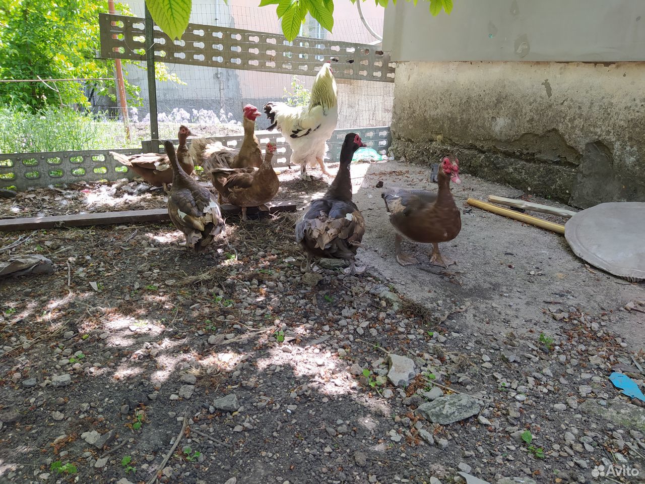 Индоутки(3 утака и 3 утки)