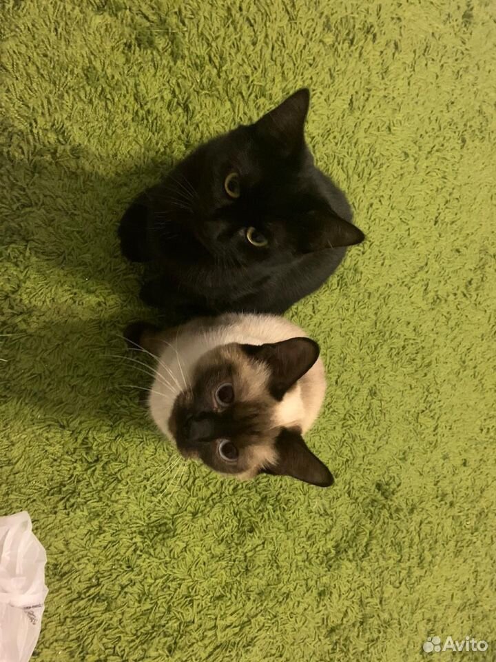 Кошка меконгский бобтейл