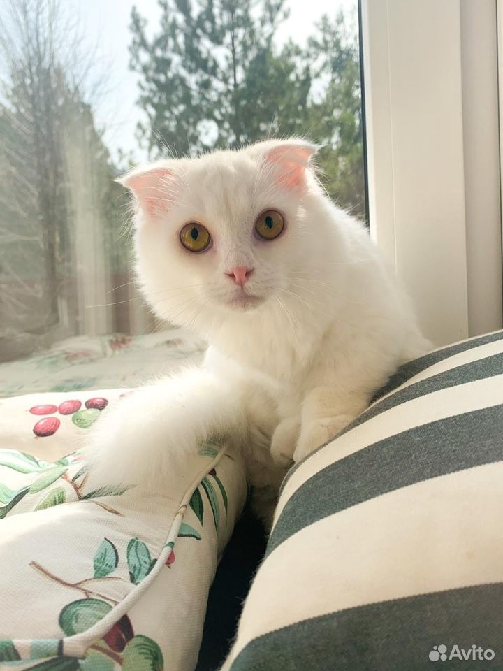 Манчкин скоттиш фолд