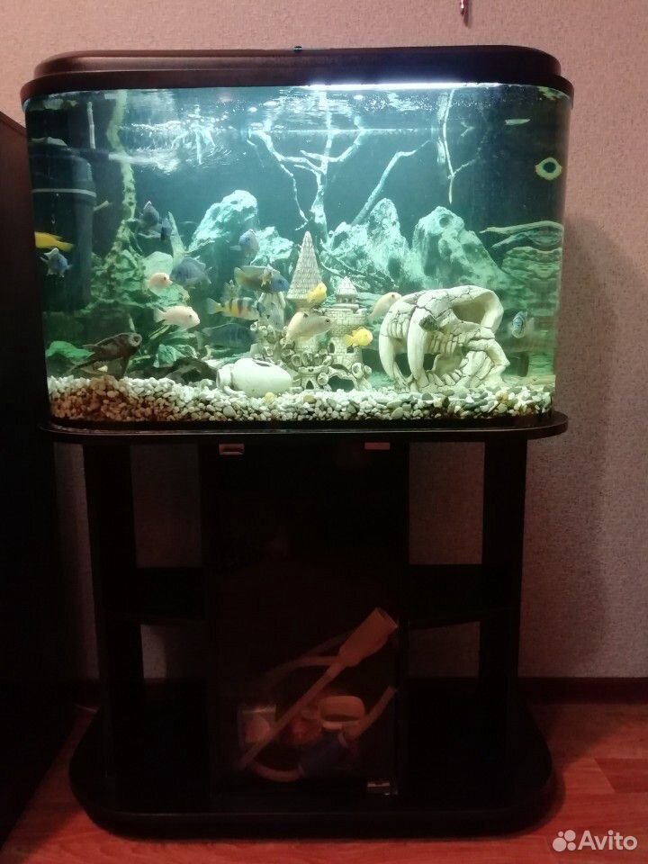 Аквариум оазис 120