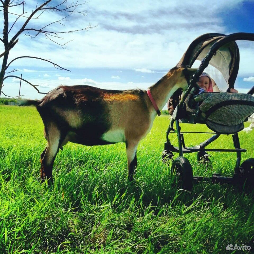 Коза дойная