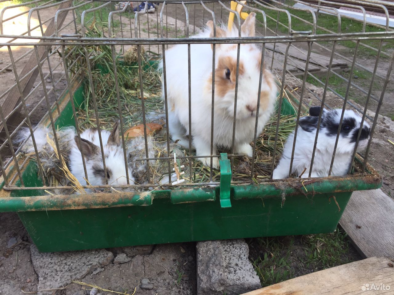 Зайки декоративные