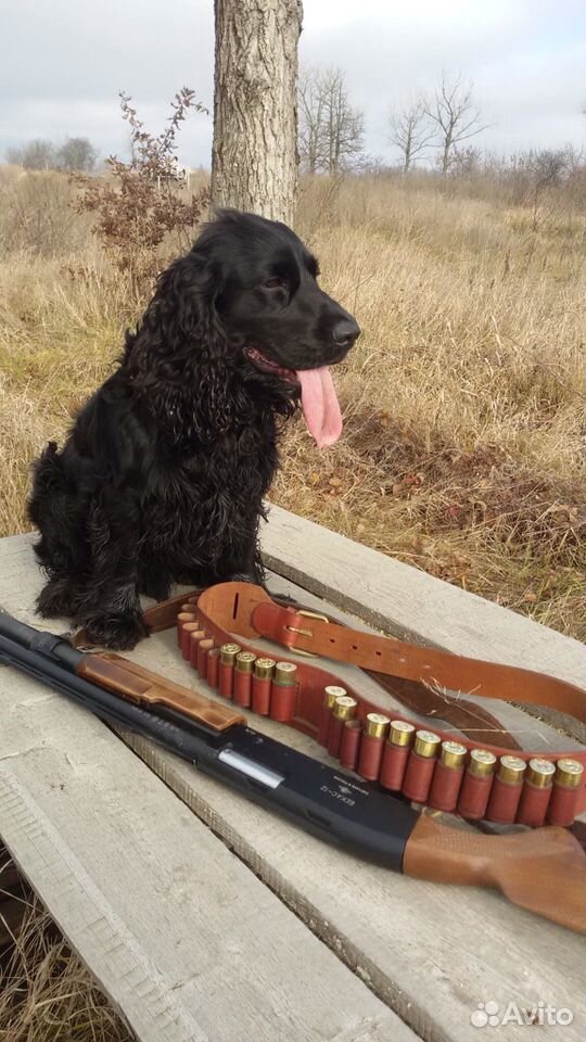 Кокер спаниель англичанин