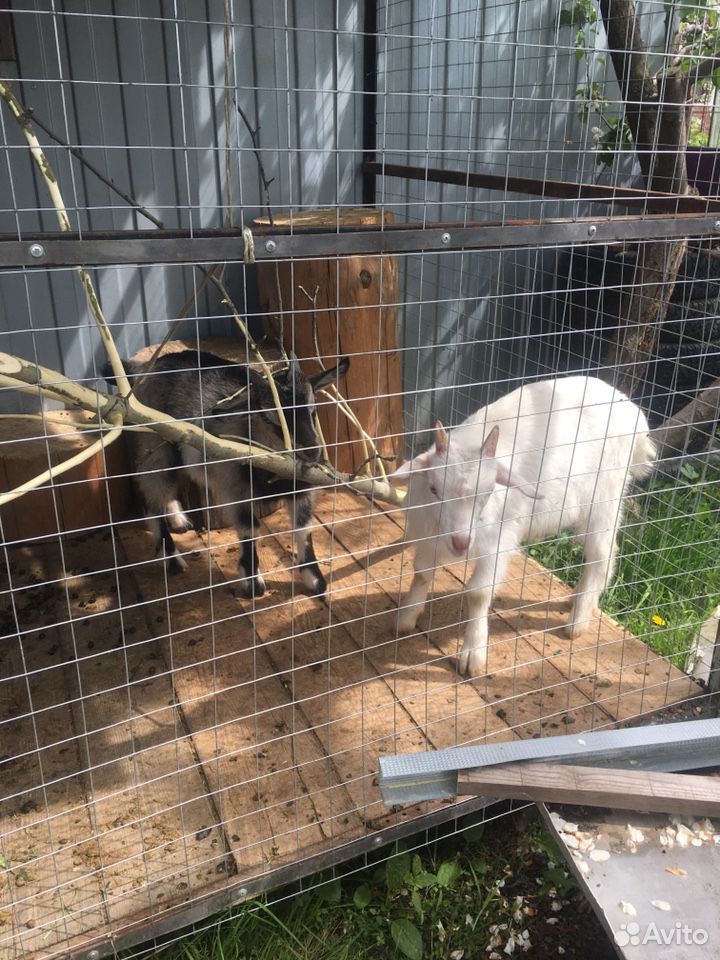 Козел, козлёнок