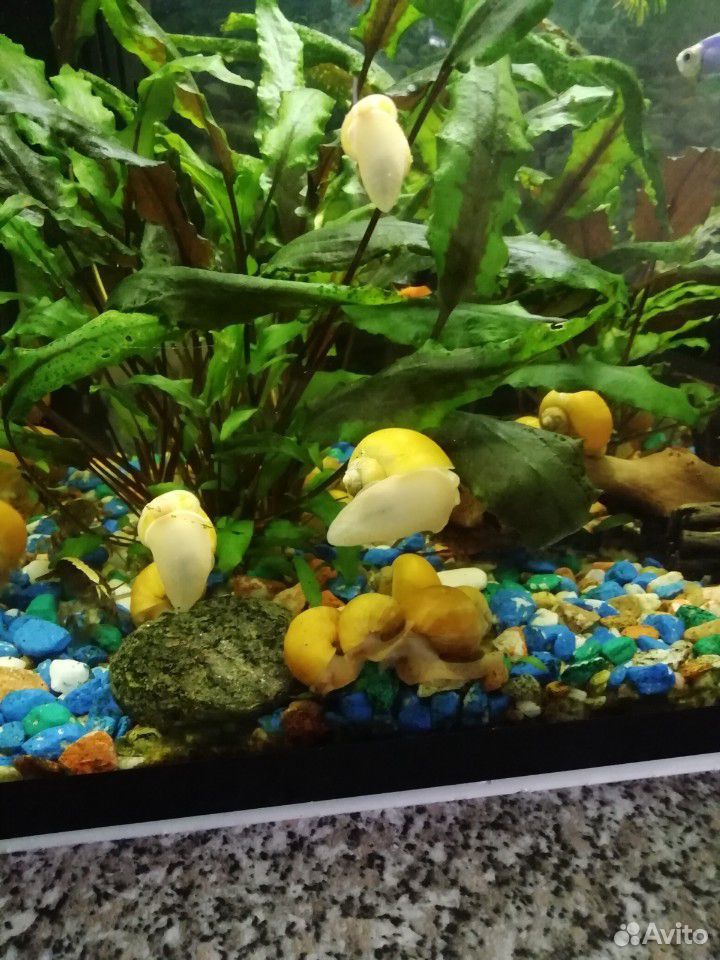 Улитки ампулярии