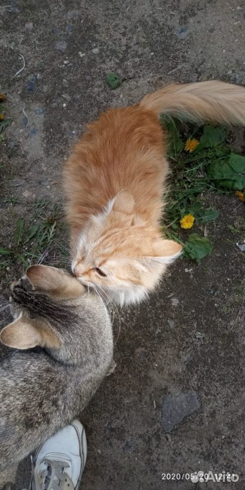 Ласкучая, выкинутая рыжуля-красавица в дар