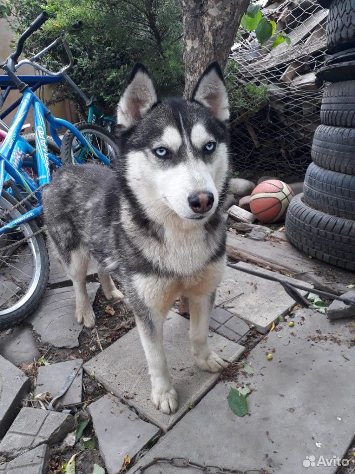 Сибирский хаски