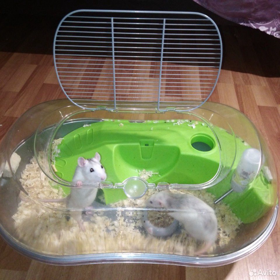 Крысы 4 месяца