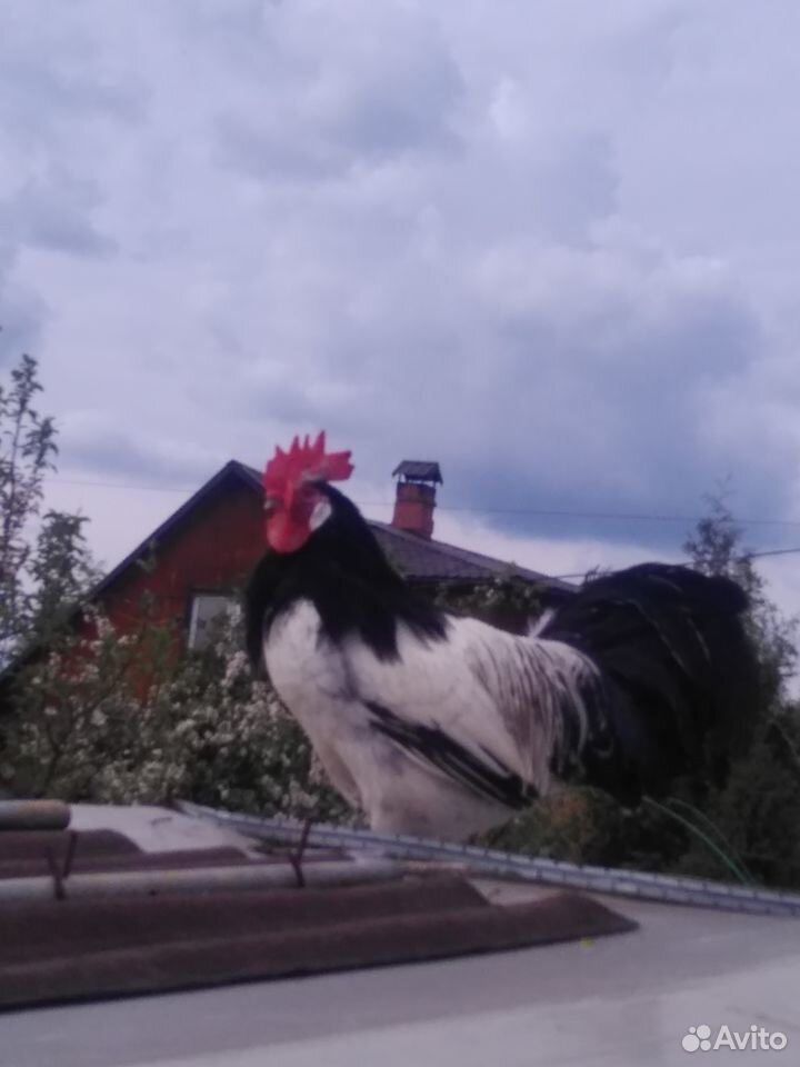 Лакенфельдер