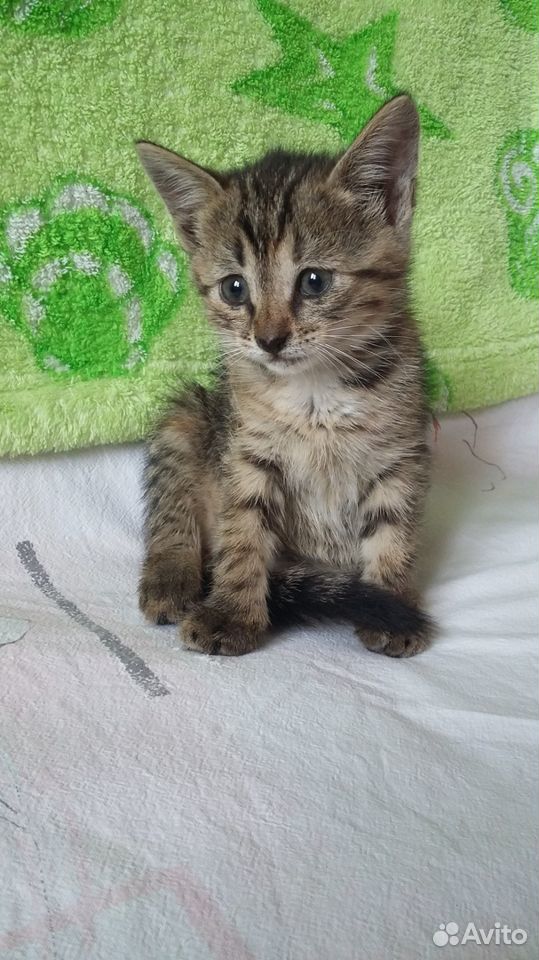 Маленький котенок
