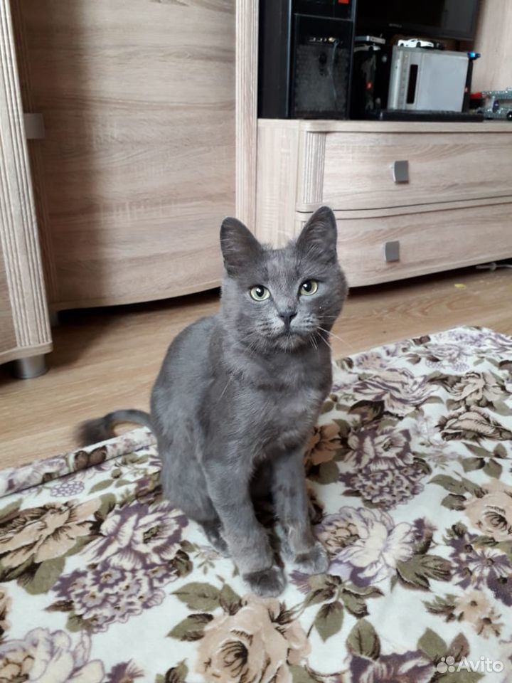 Кот Мурзик ищет дом