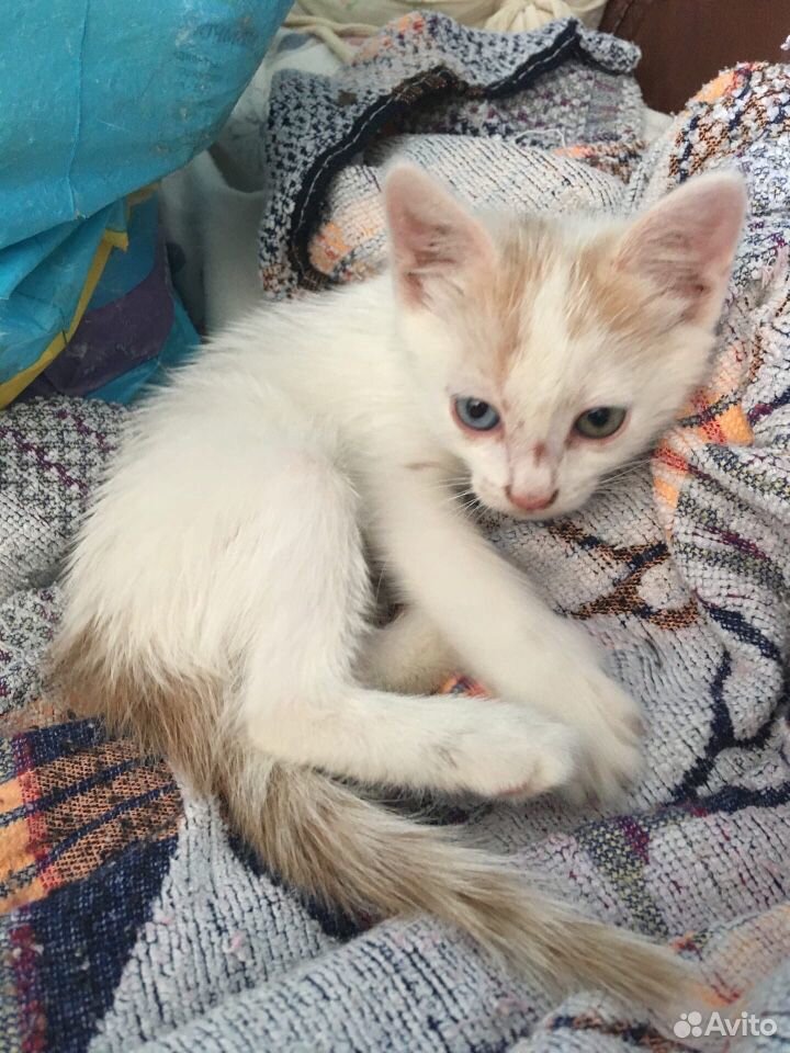 Ласковая девочка с разноцветными глазами