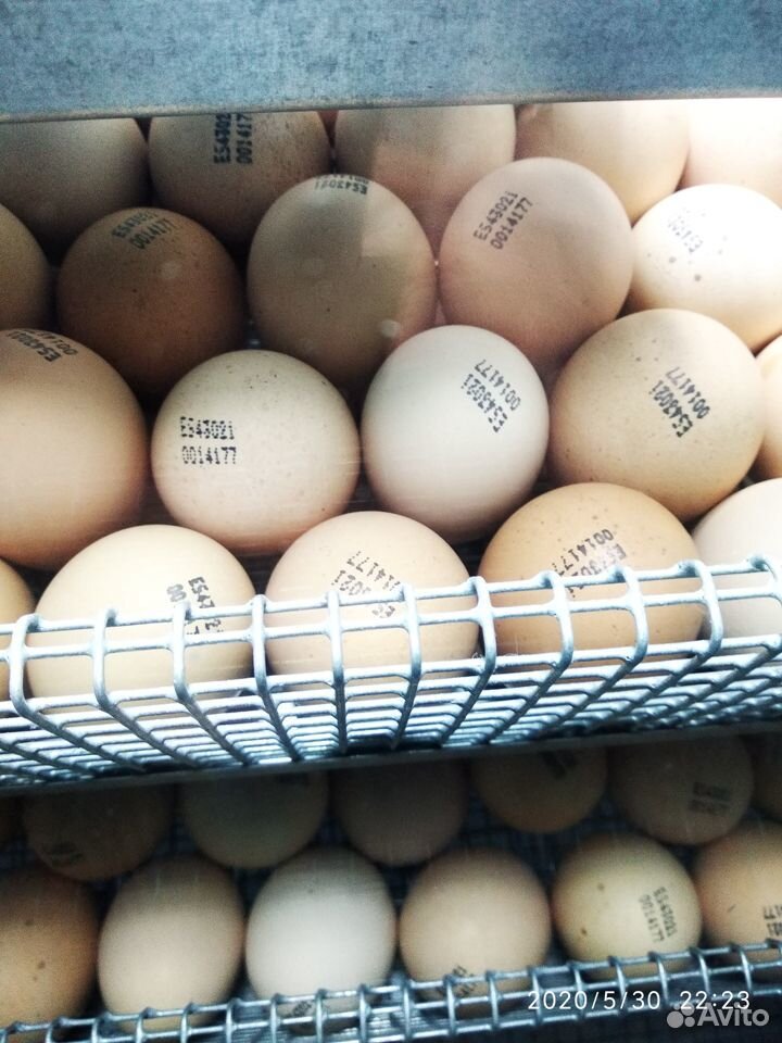 Суточные броллеры кобб 500