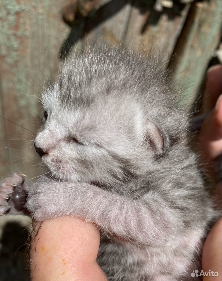 Котята