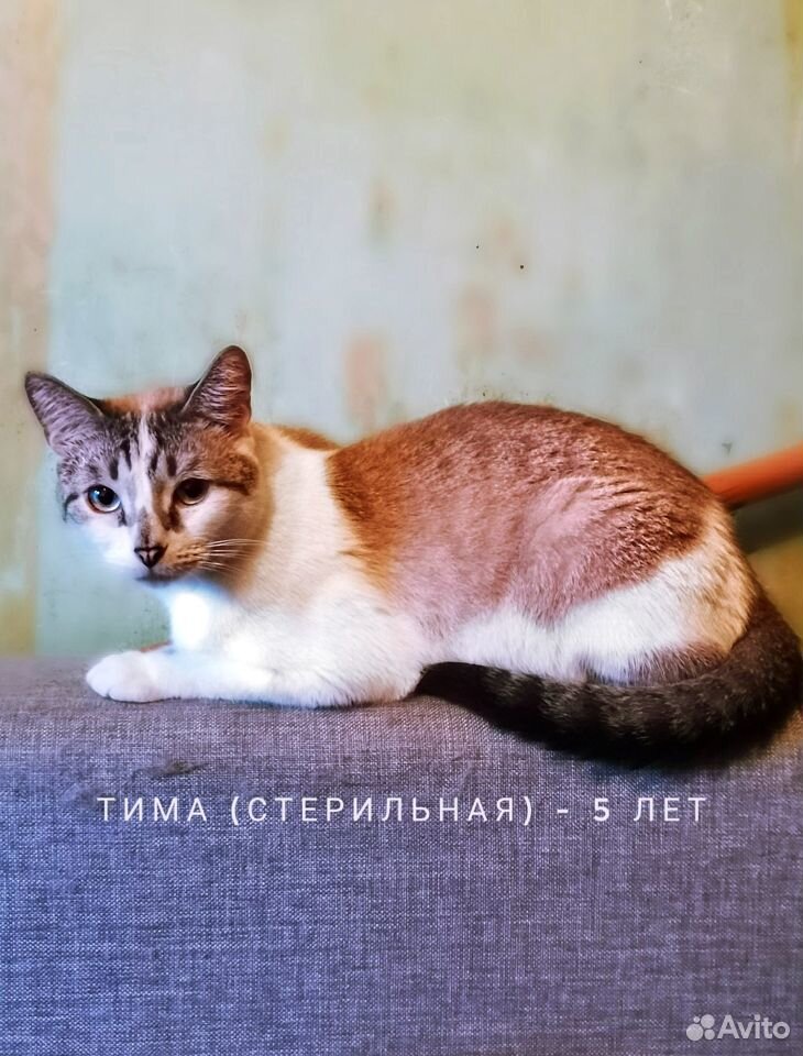 Отдаю кошку