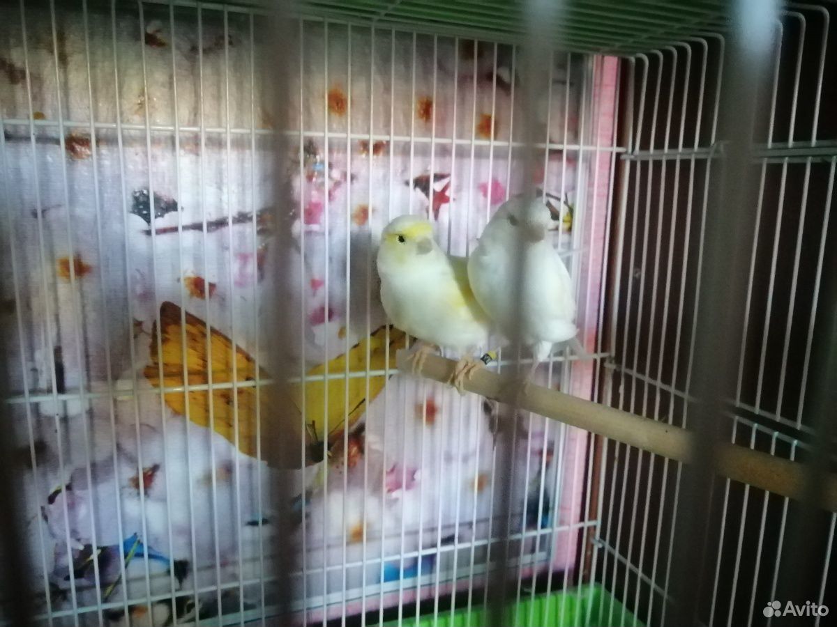 Кенар,канарейка