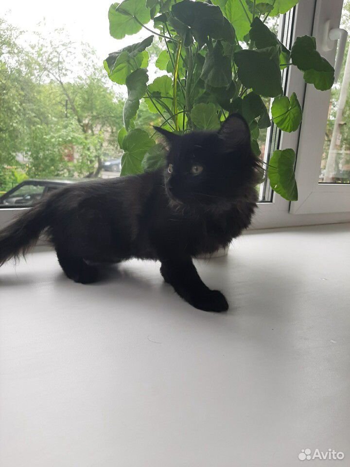 Кошка